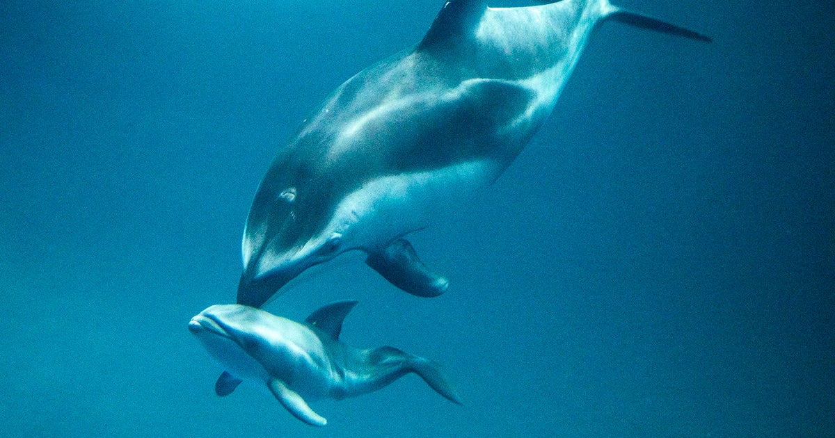 Incredible Video Captures Dolphin Birth At Chicago Aquarium | HuffPost ...