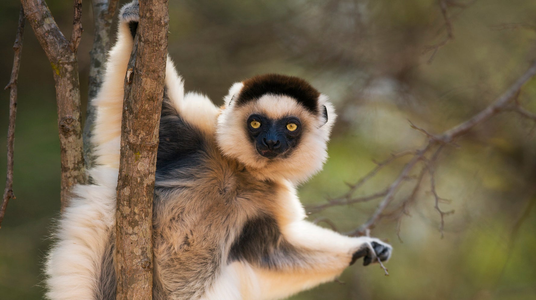 An Exhaustive Lemur Family Tree Sheds Light On These Rare, Threatened ...