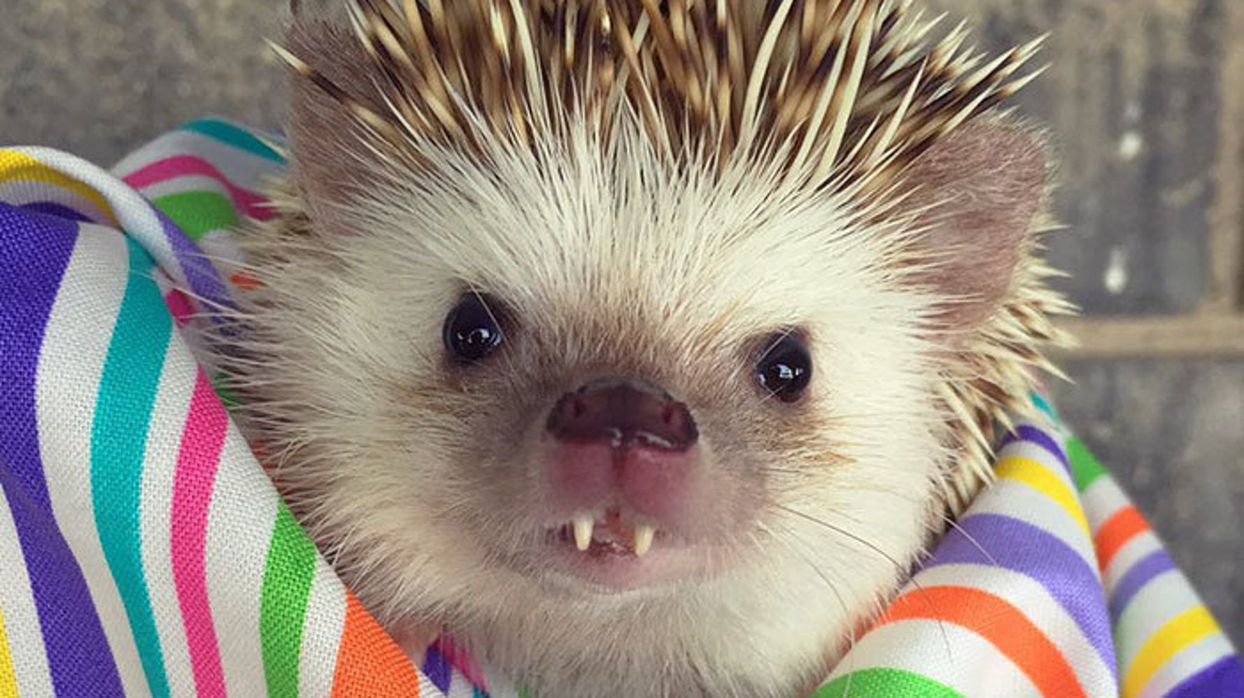 This Adorable ‘Vampire’ Hedgehog Is Slaying On Instagram | HuffPost
