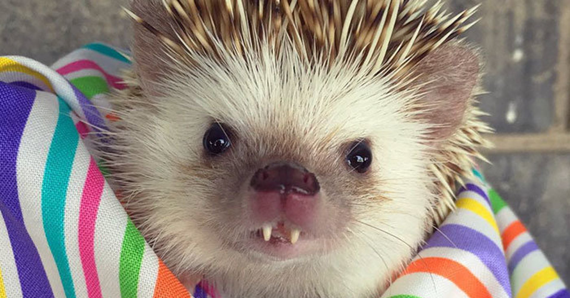 This Adorable ‘Vampire’ Hedgehog Is Slaying On Instagram | HuffPost