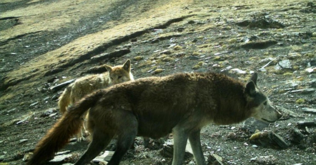 Scientists Prove Rare Wolves Still Exist, But They're In Real Trouble ...