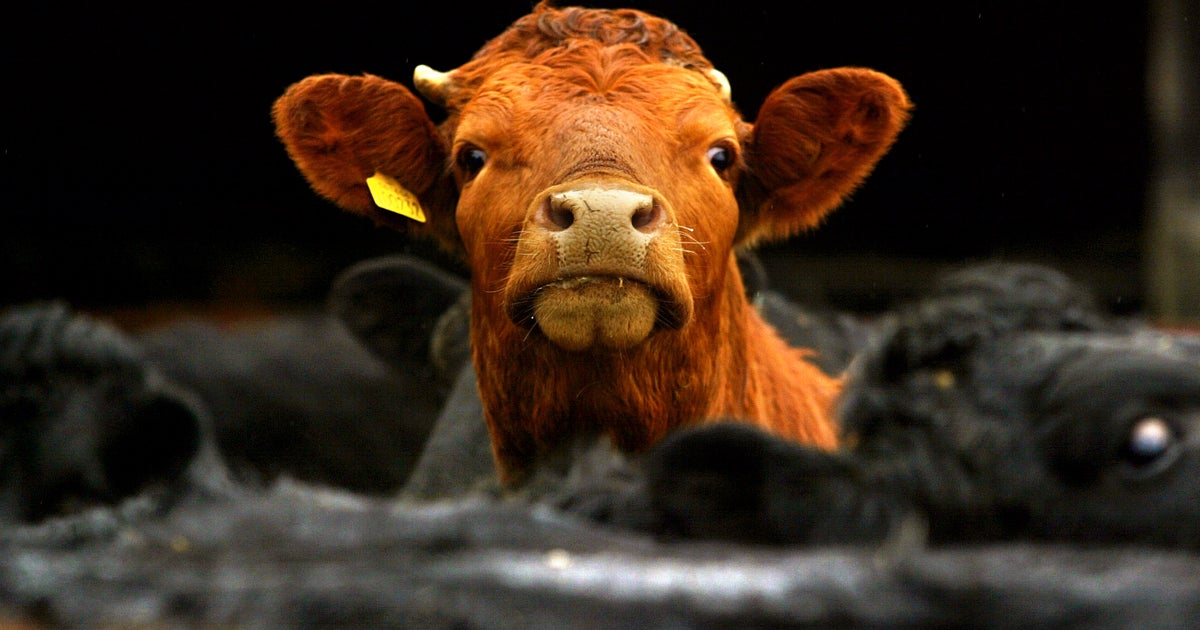 MPs Call For Farmers To Tackle Belching Cows To Cut Emissions ...