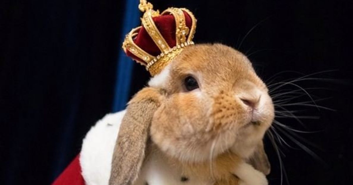 PuiPui Is The Best Dressed Rabbit On Instagram | HuffPost UK Comedy