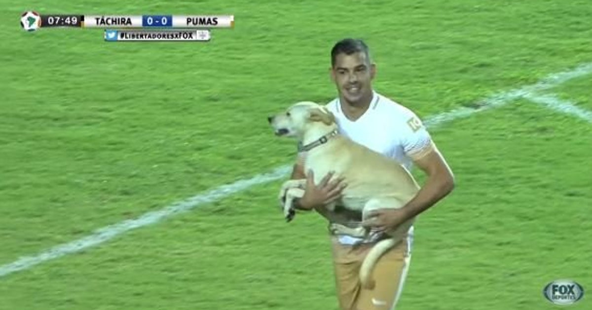 Dog Pitch Invader Interrupts Copa De Libertadores Match In Brazil ...