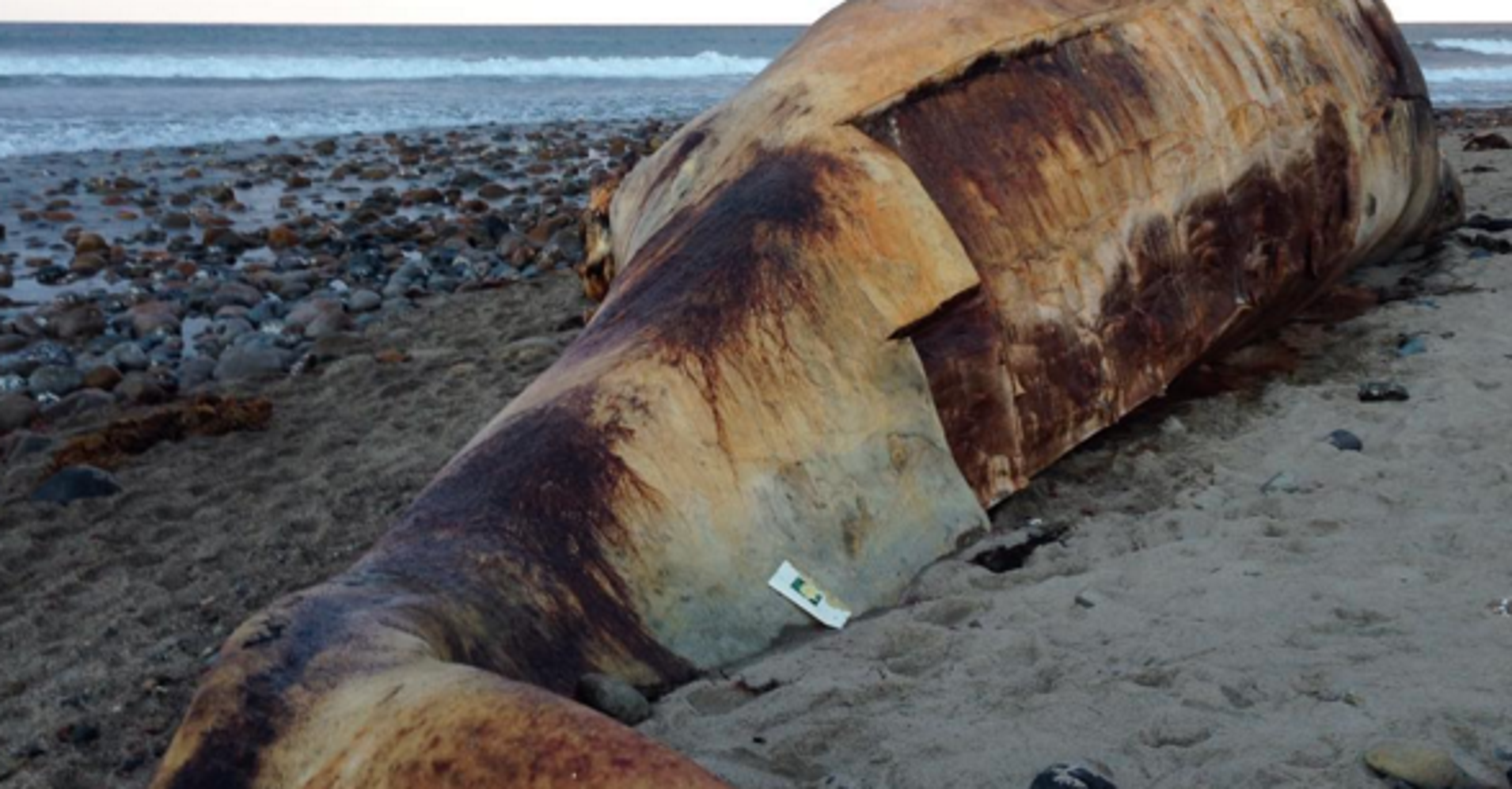 This Rotting, 60,000-Pound Whale Is Getting The Most Gruesome Burial ...