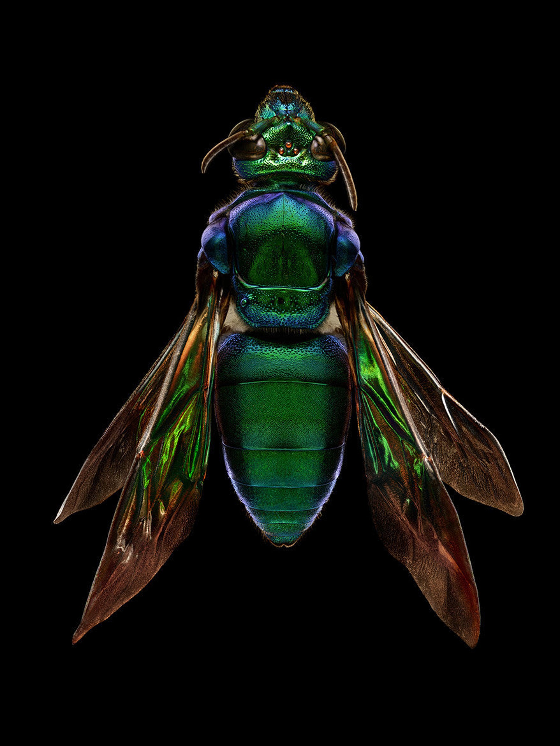 These Awe-Inspiring Photos Show Just How Beautiful Insects Can Be ...