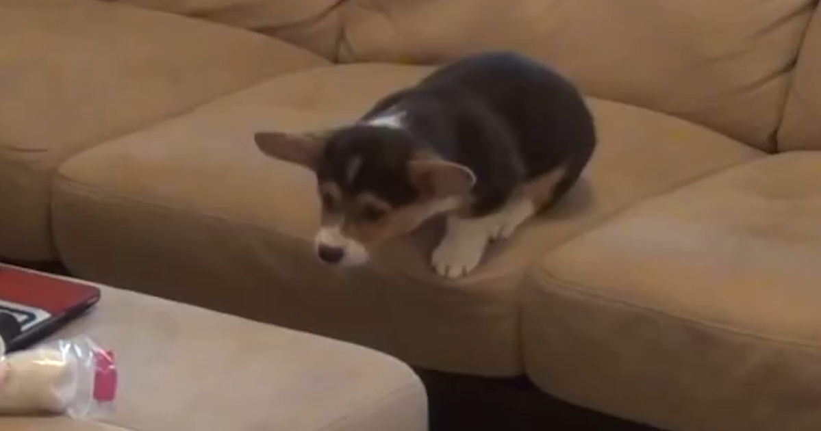 These Little Dogs Are No Match For Big, Bad Couches | HuffPost Weird News