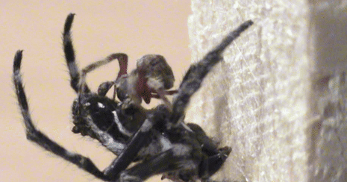 This Male Spider Might Be A More Considerate Lover Than Yours ...