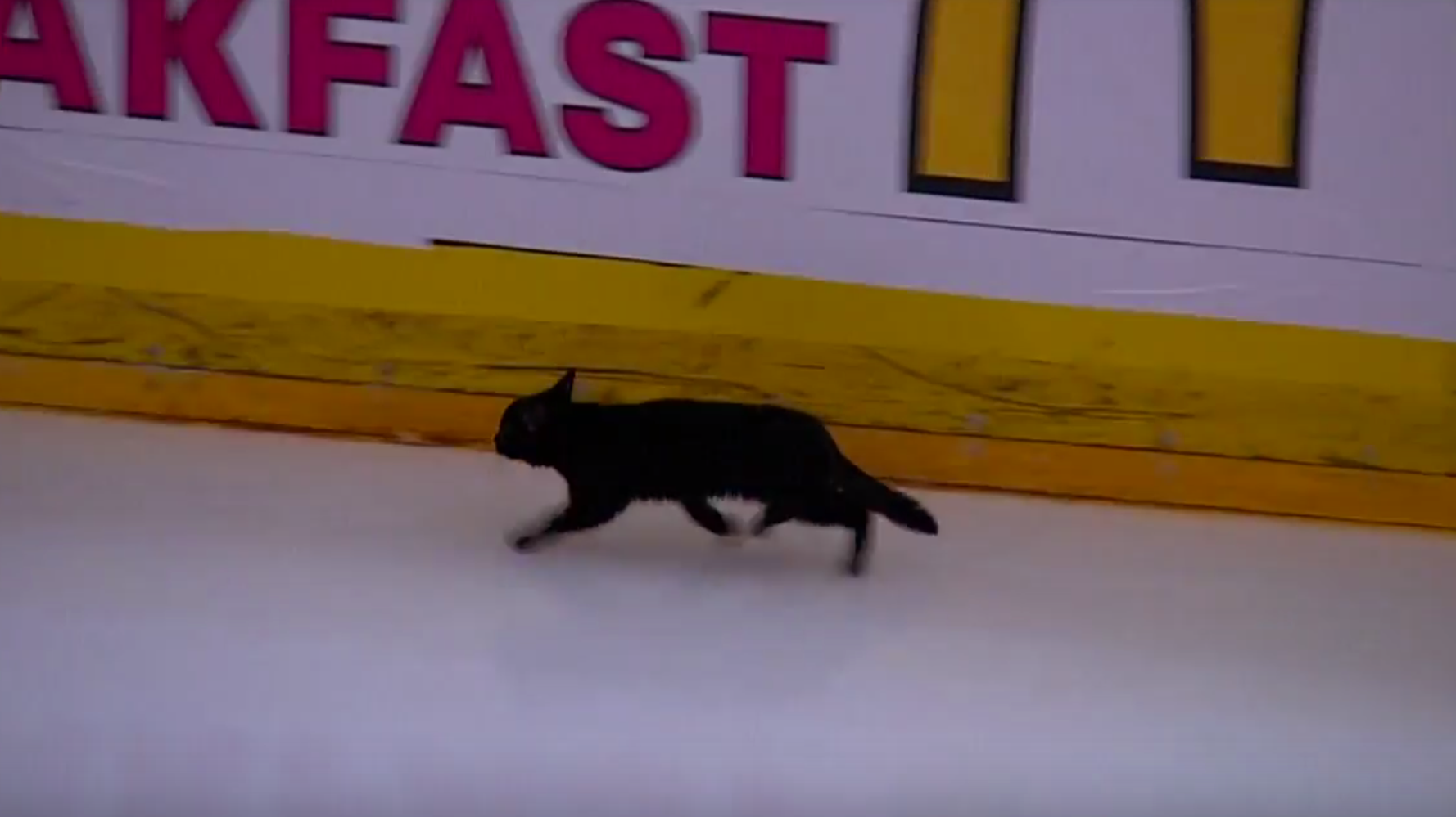 Black Cat Runs Onto Hockey Rink, Likely Dooming San Jose Sharks | HuffPost