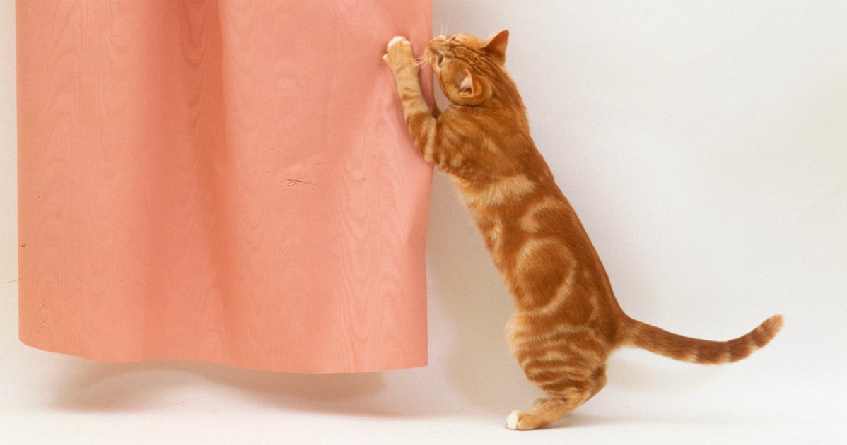 Why Your Cat Scratches Everything In Sight | HuffPost Life