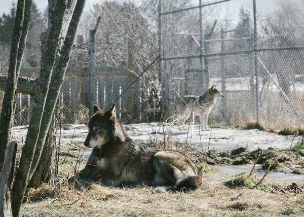 What Exactly Is A Wolf Sanctuary And Why You Need To Care | HuffPost ...