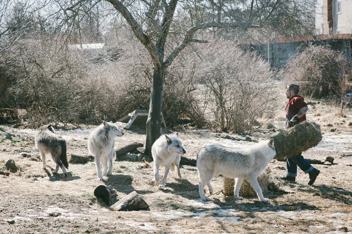 What Exactly Is A Wolf Sanctuary And Why You Need To Care | HuffPost ...