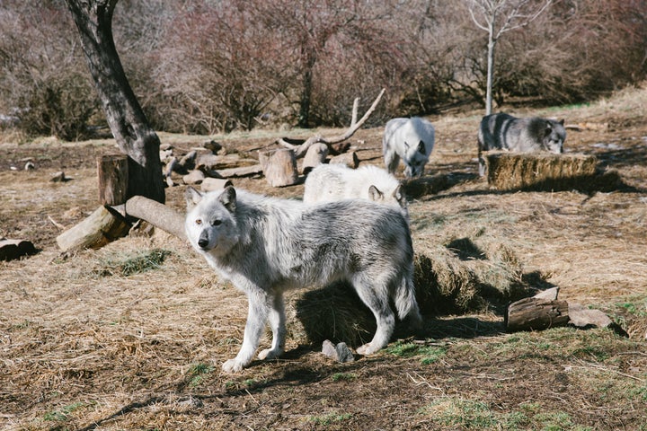 What Exactly Is A Wolf Sanctuary And Why You Need To Care | HuffPost ...