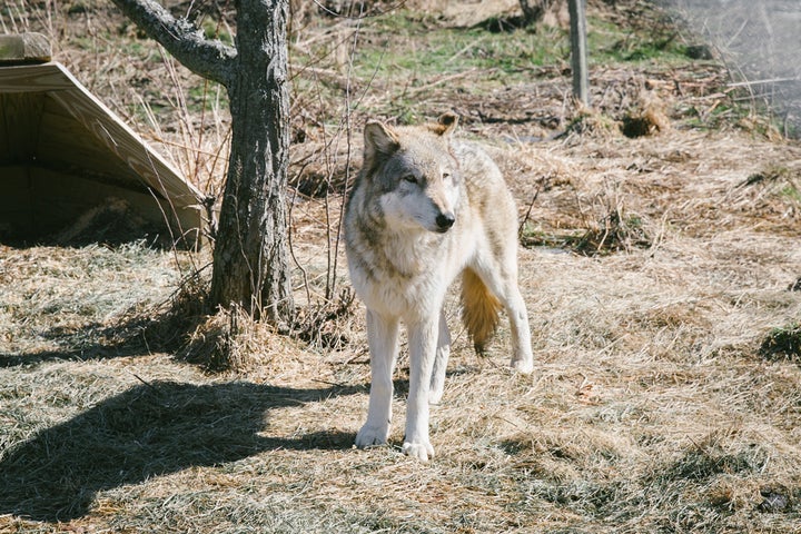 What Exactly Is A Wolf Sanctuary And Why You Need To Care | HuffPost ...