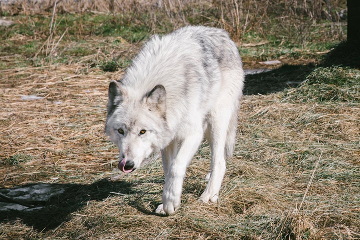 What Exactly Is A Wolf Sanctuary And Why You Need To Care | HuffPost ...
