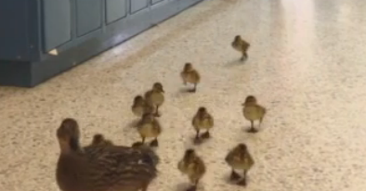 School Clears Out Its Halls Each Year To Help Duck Family Get Home ...