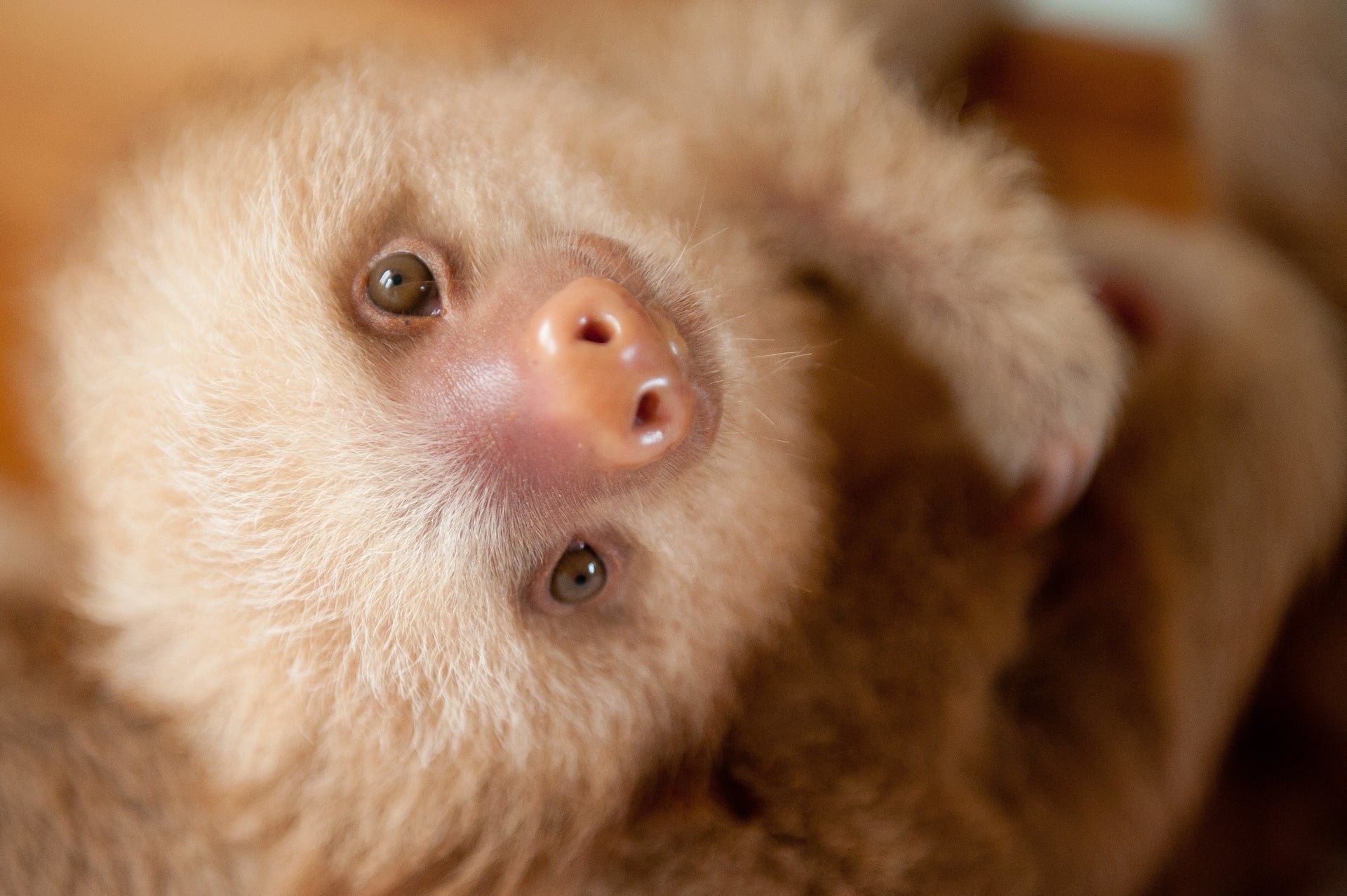 These Orphaned Baby Sloths Will Give You All The Warm Fuzzies ...