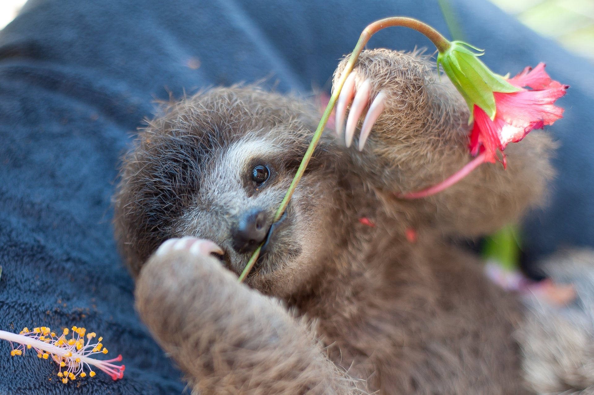 These Orphaned Baby Sloths Will Give You All The Warm Fuzzies ...