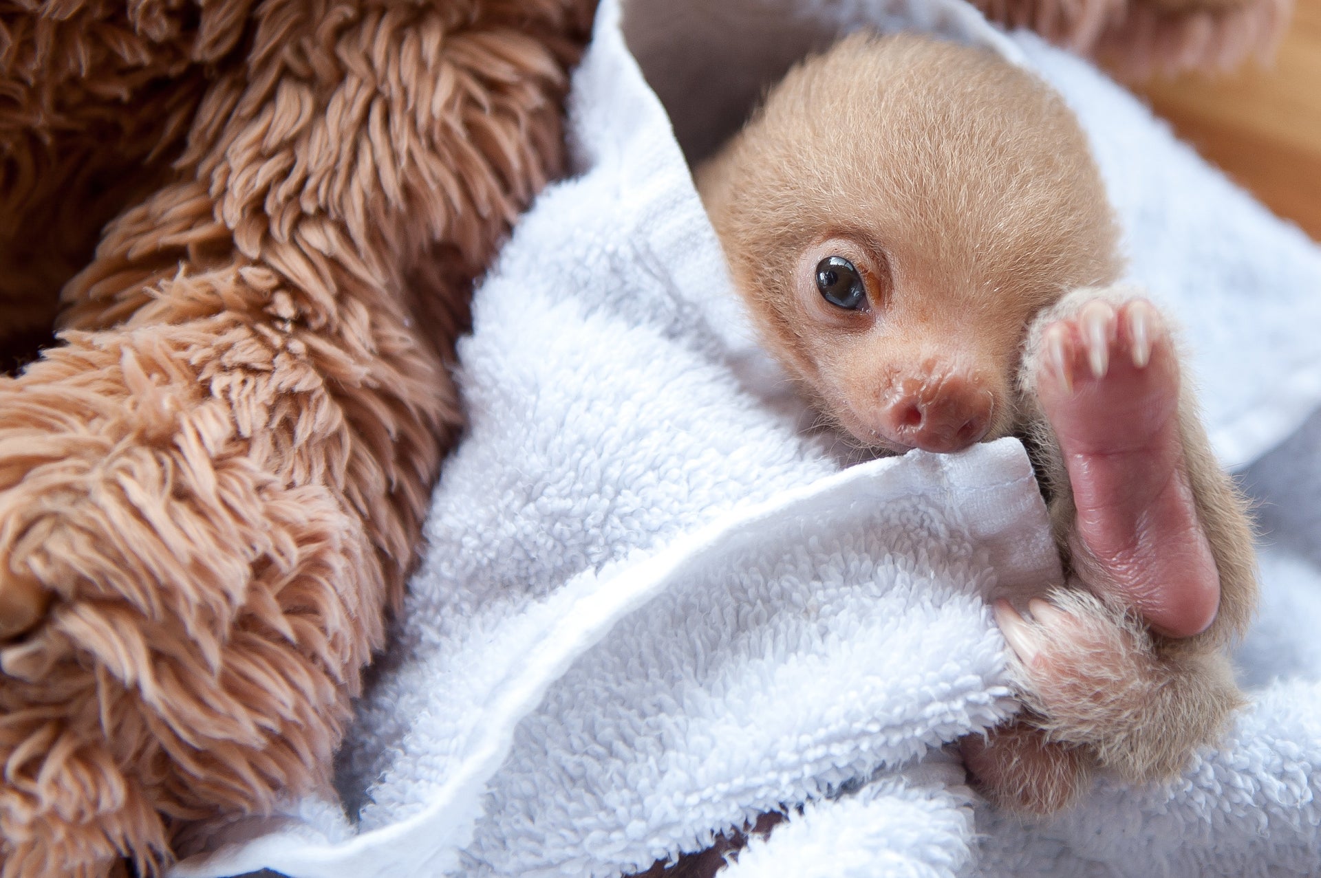 These Orphaned Baby Sloths Will Give You All The Warm Fuzzies ...
