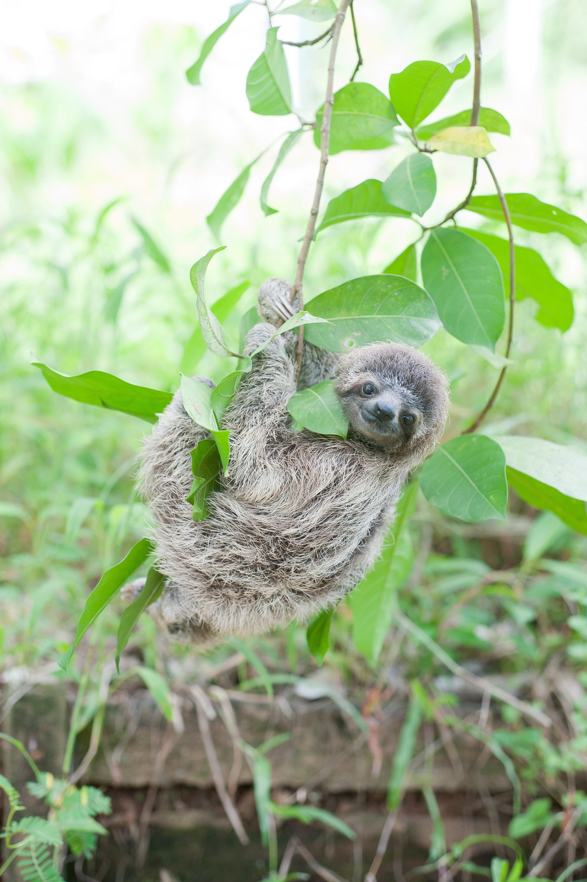 These Orphaned Baby Sloths Will Give You All The Warm Fuzzies ...