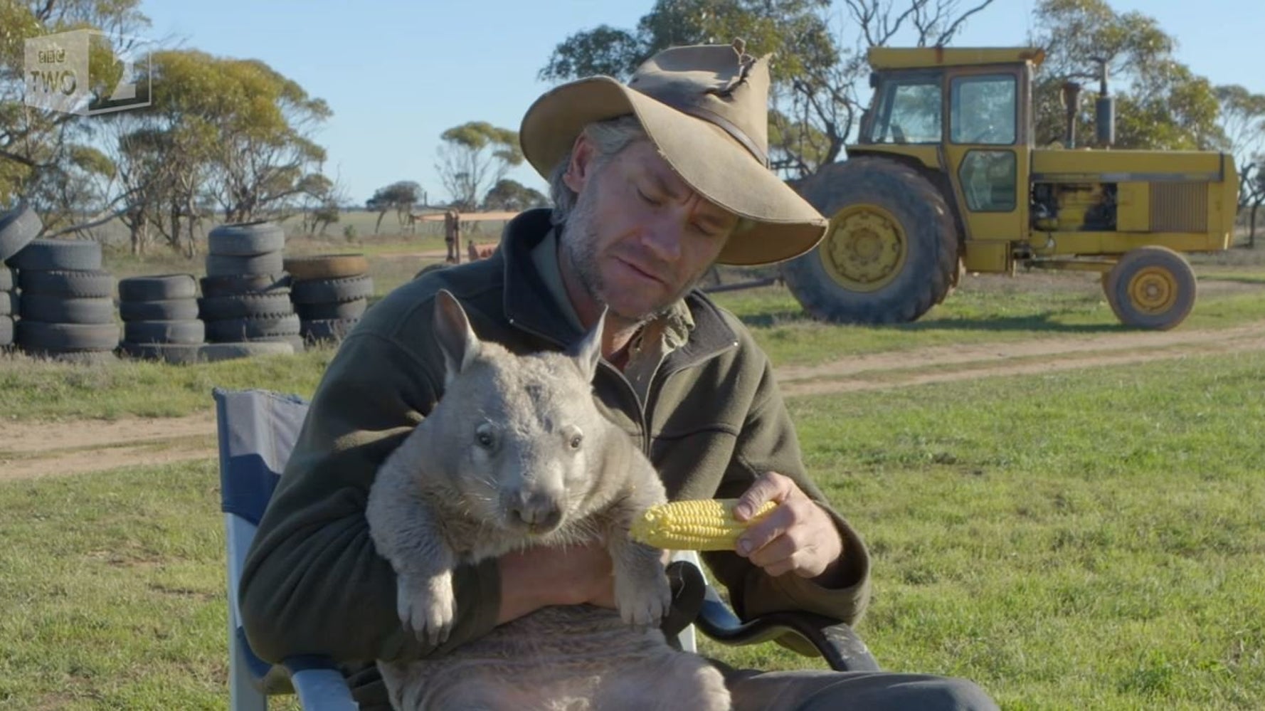 Farting Wombat Eats Corn And Lets Rip In BBC Video Interview | HuffPost ...