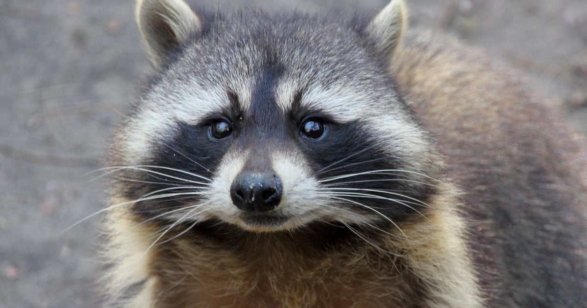 Seattle Raccoon Knocks Out Power For 37,000 | HuffPost Impact