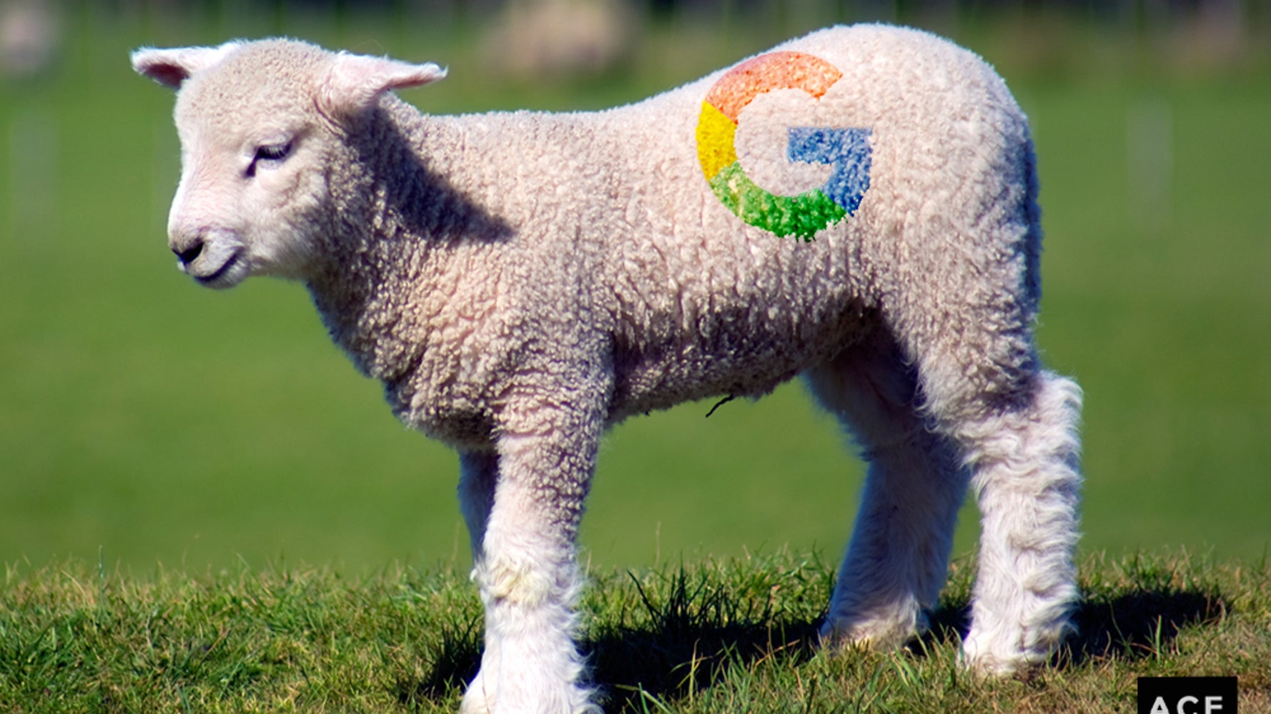 Hey Google, I'm Not That Sheila Lamb! | HuffPost Impact