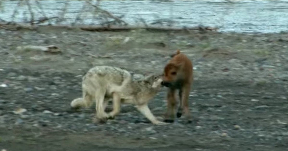 WATCH: Wolf Instantly Regrets Attacking This Badass Baby Bison ...