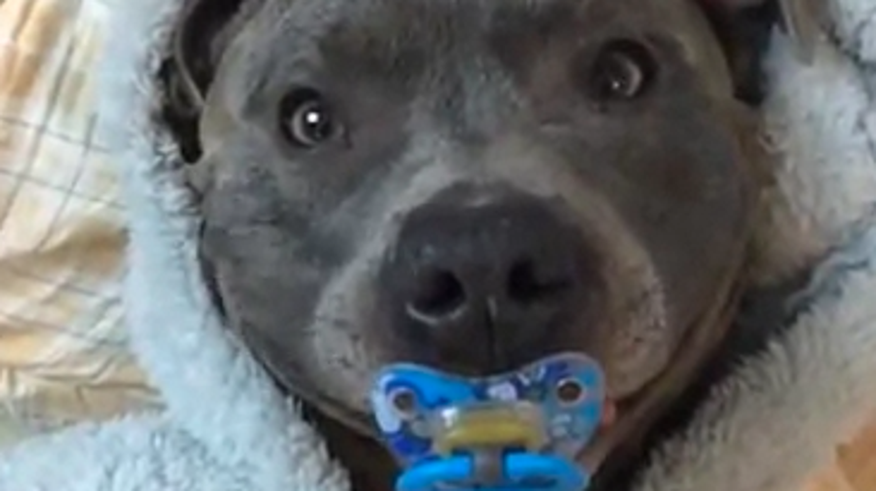 This Chilled Out Dog Is All Of Us During A Hangover | HuffPost UK Life