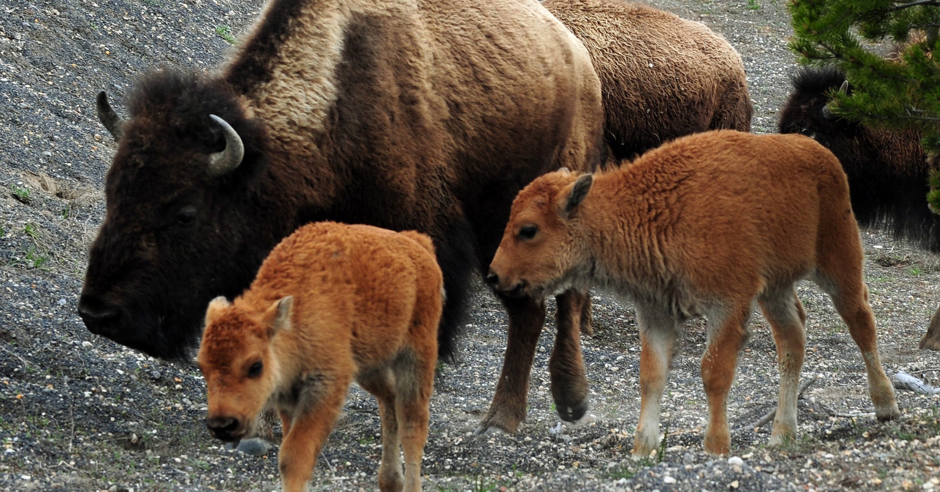 Why Yellowstone Euthanized A Baby Bison After Tourist 'Rescue' | HuffPost
