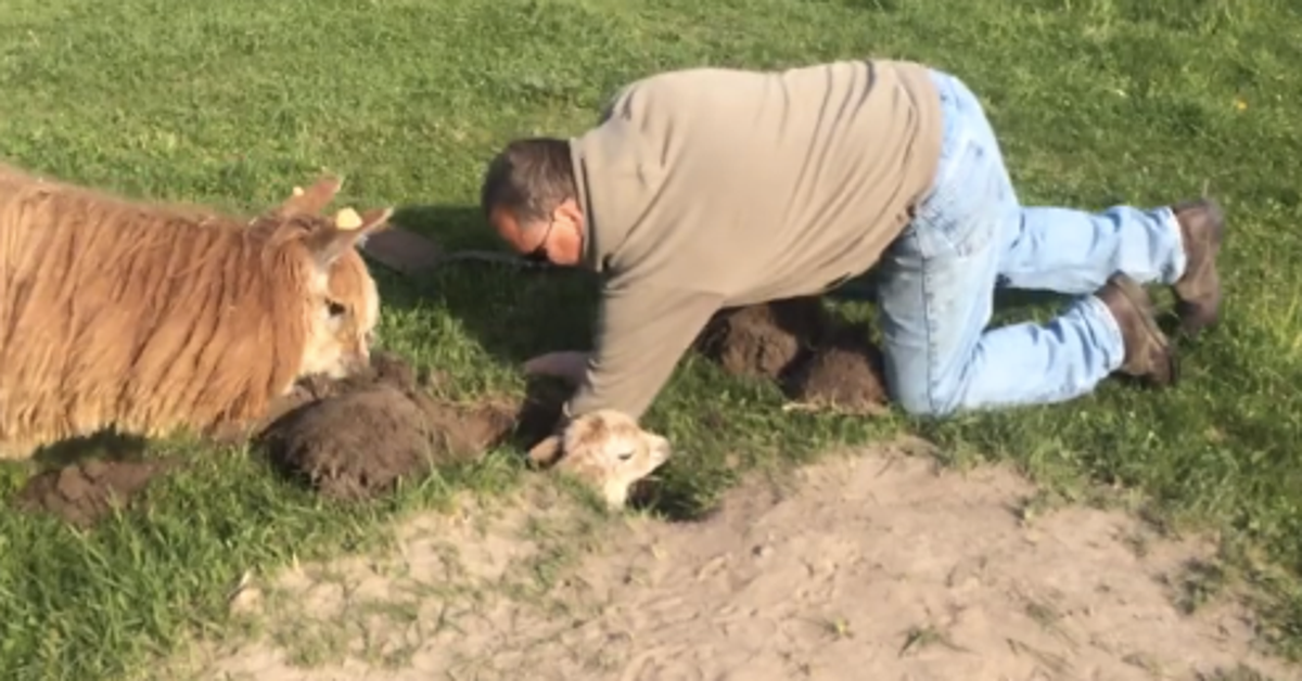 Baby Alpaca Got Stuck In A Hole, Was Super Chill About It | HuffPost ...