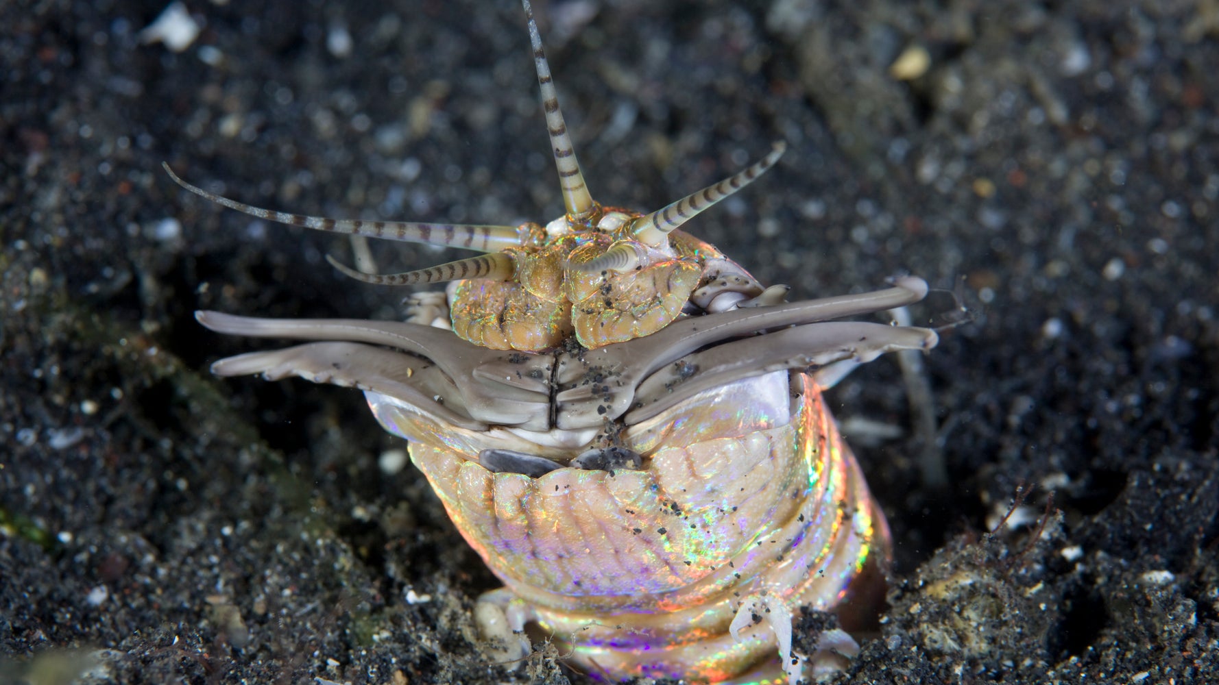 This Terrifying Killer Worm Will Haunt Your Nightmares | HuffPost Weird ...