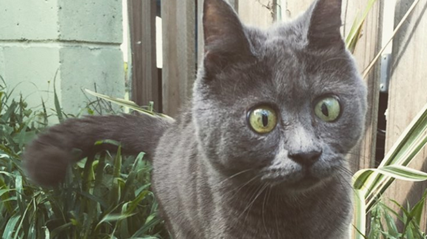 Vets Said This Wide-Eyed Cat Wouldn't Live Past Six Months, Four Years ...