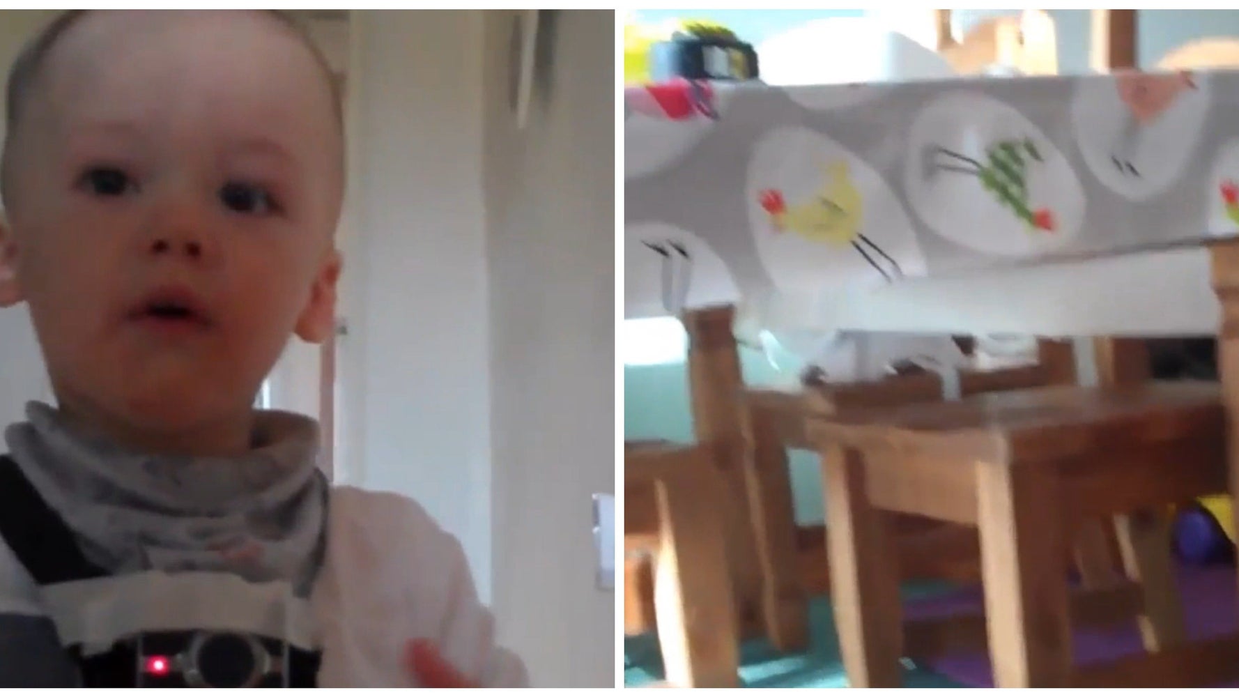 Adorable GoPro Video Shows What Life Is Like Through The Eyes Of A ...