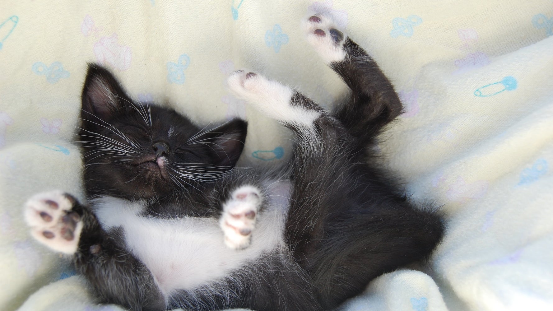 These Cats Sleep Like Humans, And They Get More Rest Than You | HuffPost