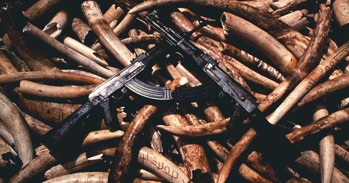 UN's Wildlife Crime Report Shows Illegal Ivory Trade Is As Shocking As ...