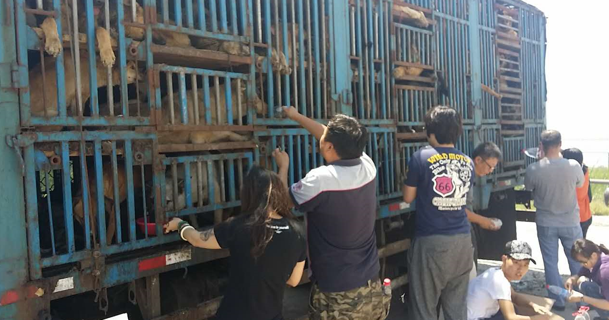 Yulin Dog Meat Festival: 200 Dogs And Cats Rescued From Slaughter ...