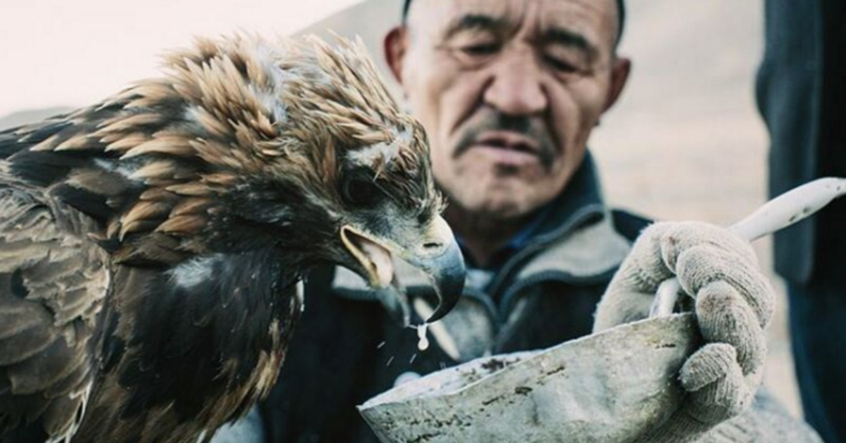 Watch Mongolian Hunters Use Eagles To Catch Prey In This 360-Degree ...