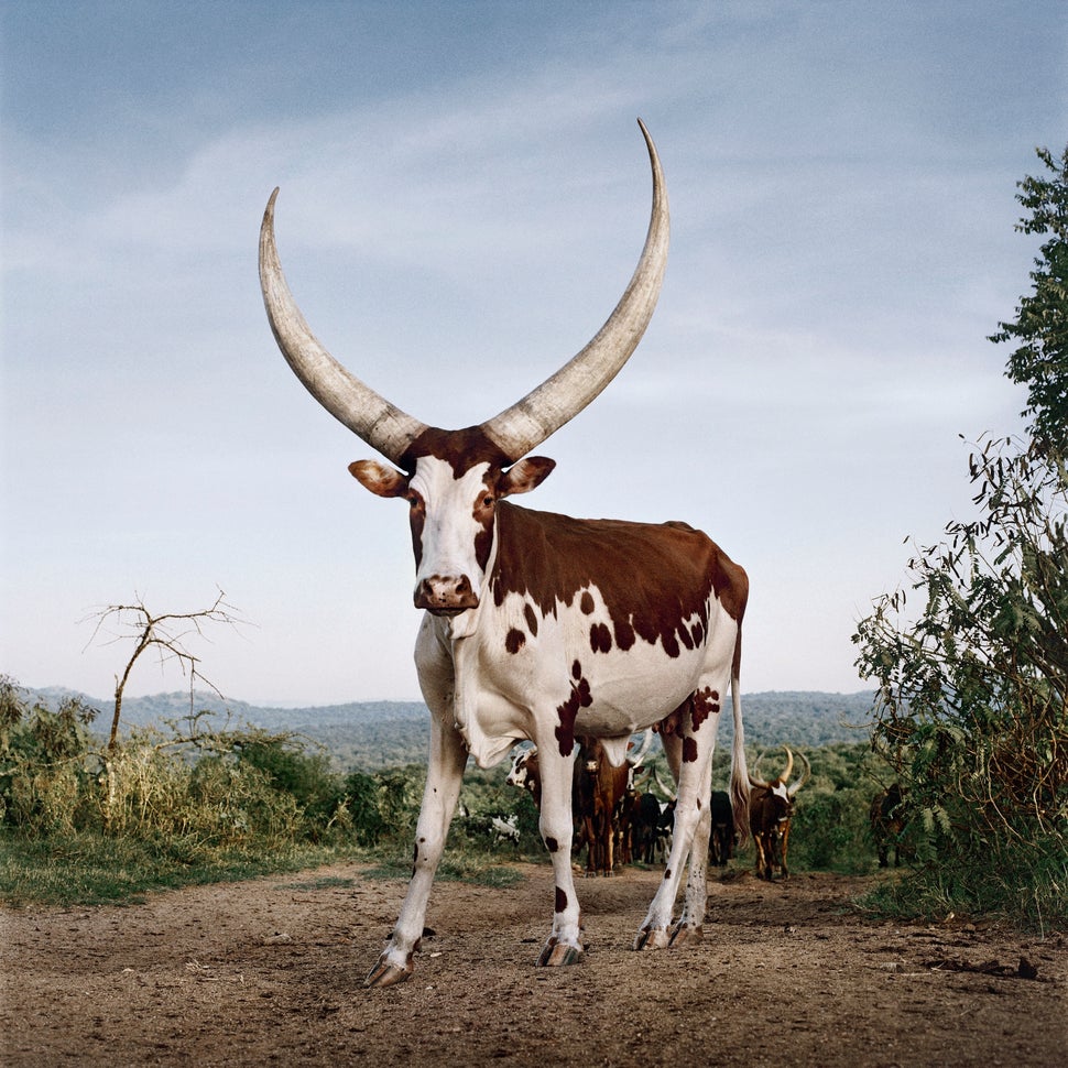 The Incredible Beauty Of Cattle Deemed Sacred Around The World | HuffPost
