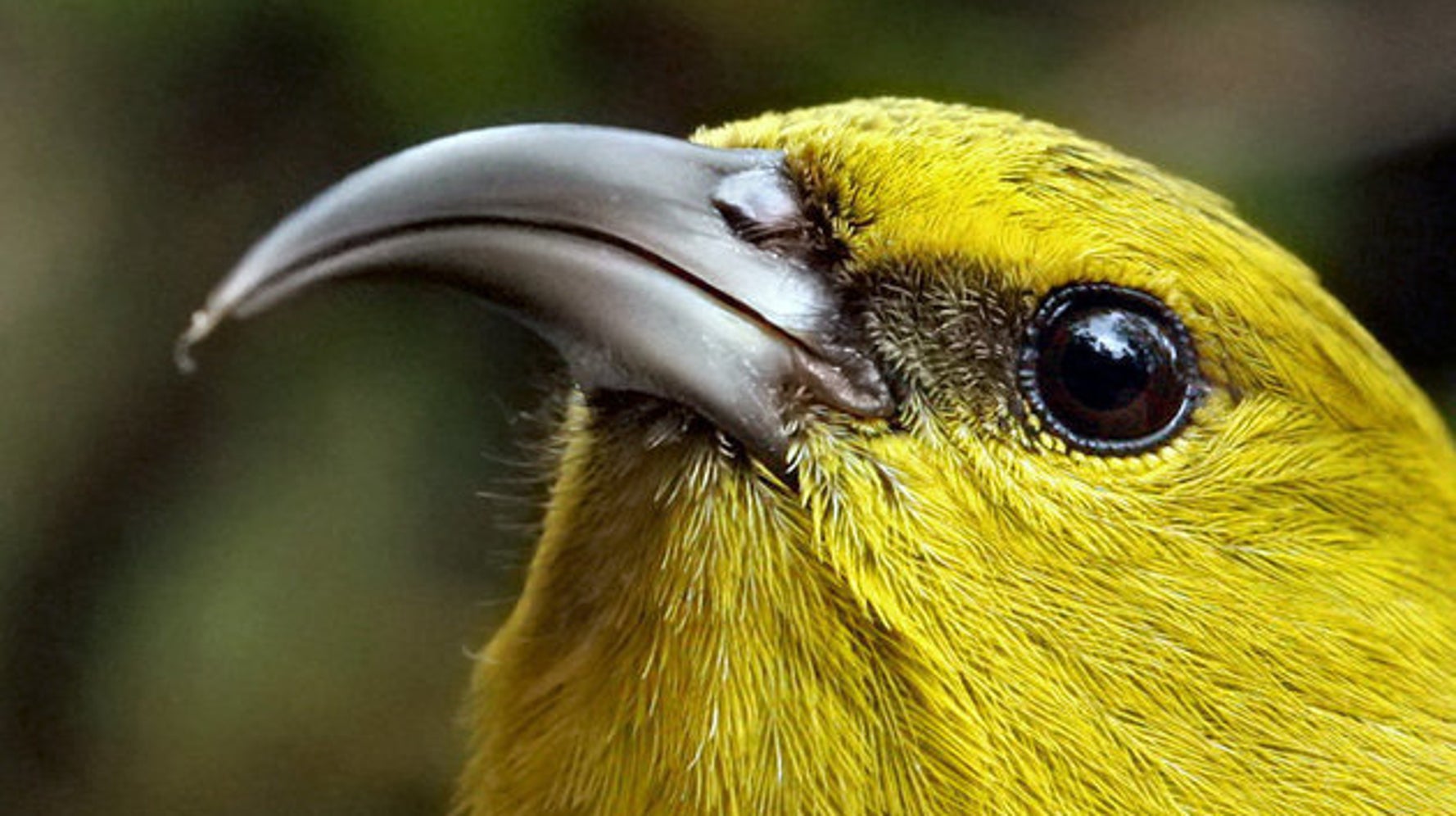 Hawaii Is Eyeing GMO Mosquitoes To Save Birds From Extinction | HuffPost