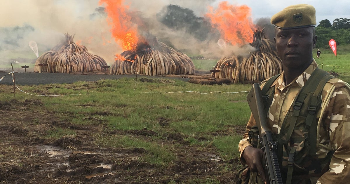 The World's Largest Ivory Burn Sends Over $105 Million Aflame ...