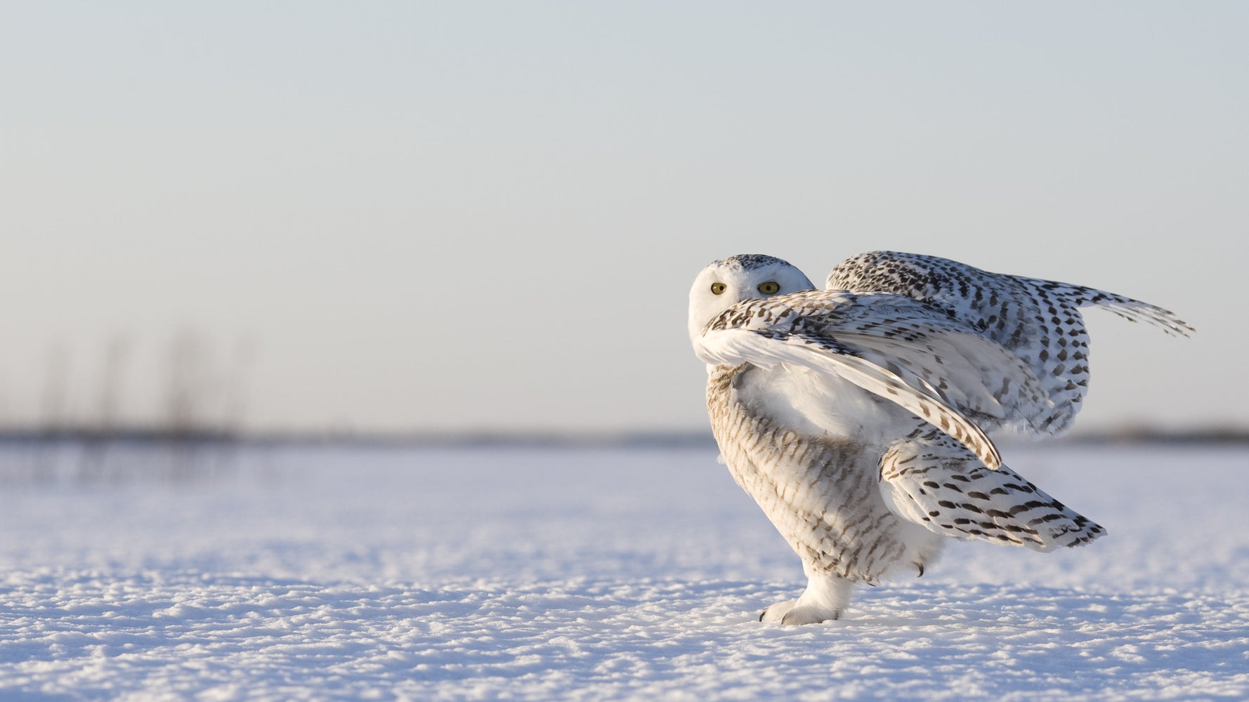 What Happened When One Guy Set Out To Follow A Snowy Owl's Path | HuffPost
