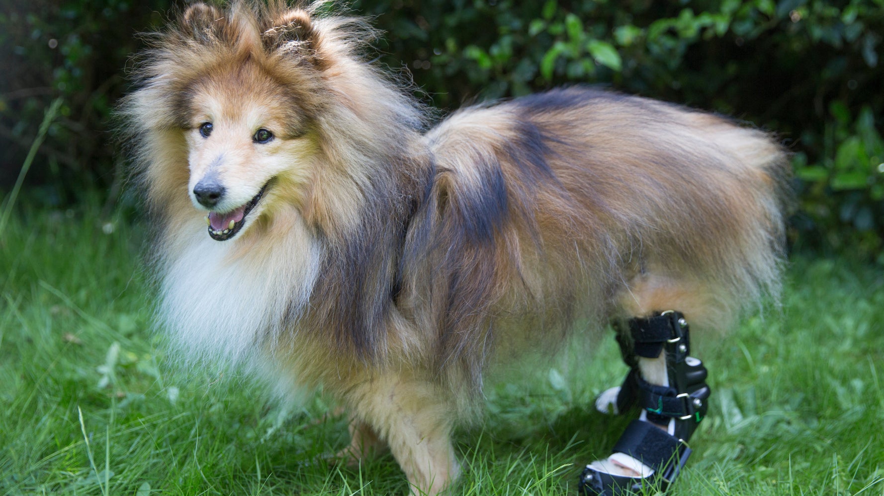 Bionic Legs Turn Ailing Sheepdog Into 'Robo-Dog' | HuffPost Weird News