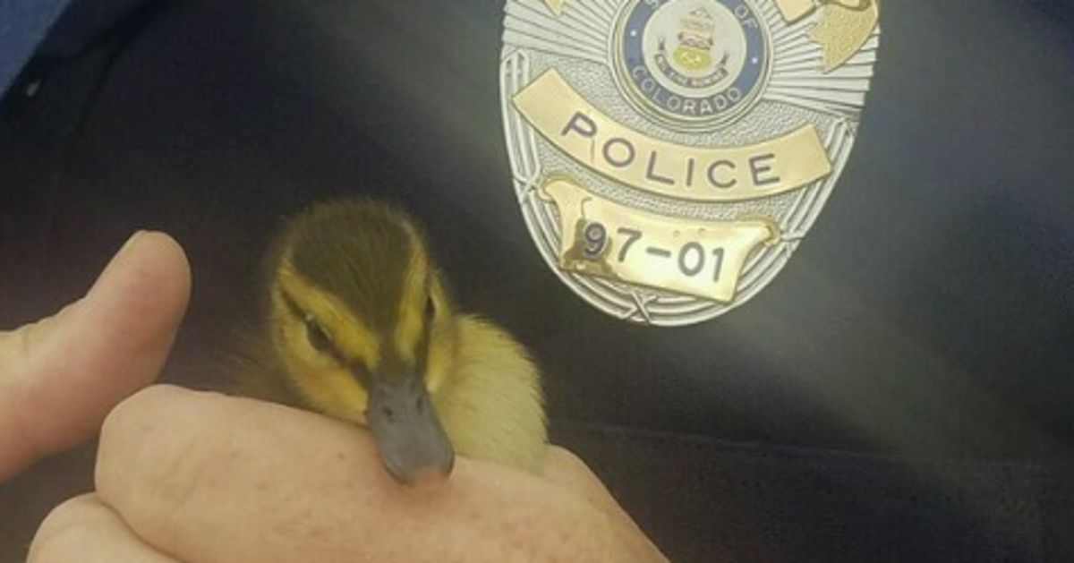 Selfless Cop Escorts Adorable Family Of Ducklings Across Busy Street ...