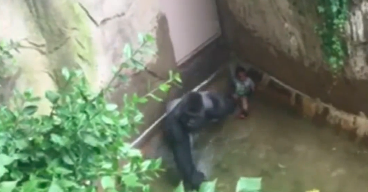 Harambe Video Of Gorilla Shot Dead In Cincinatti Zoo Shows It 'Trying ...