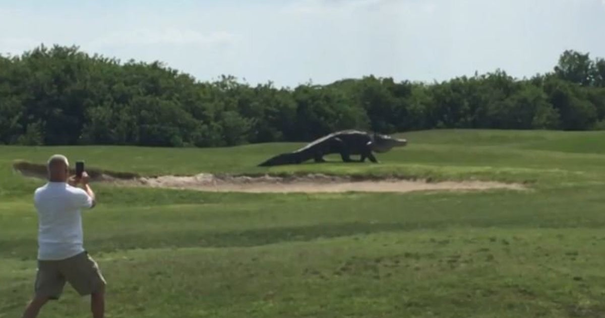 Giant Alligator On Florida Golf Course Is Totally Chill While People ...