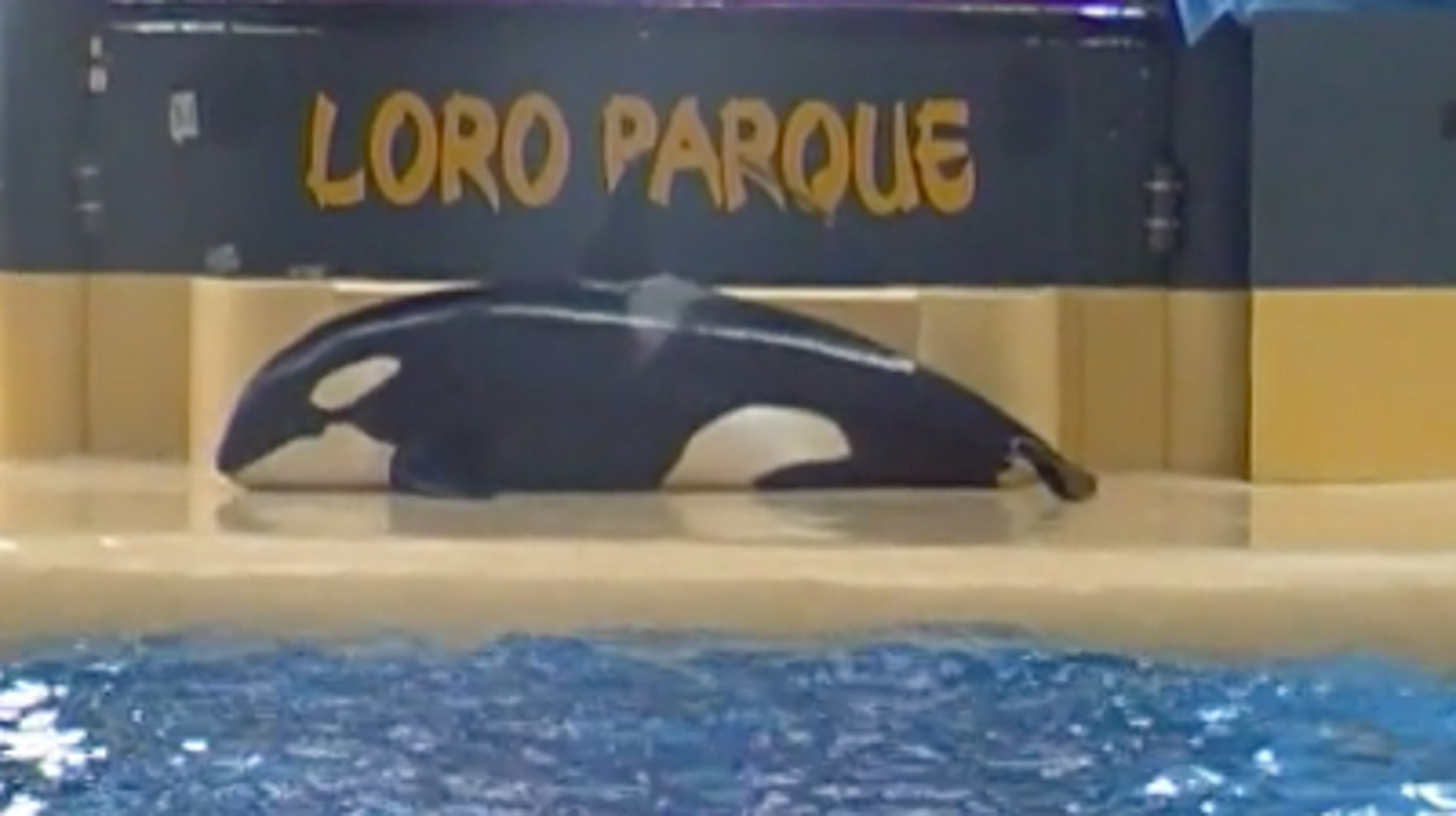 SeaWorld Killer Whale Morgan Beaches Herself After Loro Parque Show ...