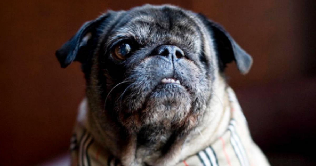 One-Eyed Pug Becomes Hotel's Newest Member Of Staff | HuffPost UK Life