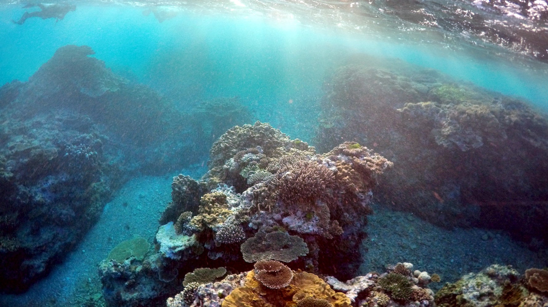The Great Barrier Reef: A Catastrophe Laid Bare | HuffPost Impact