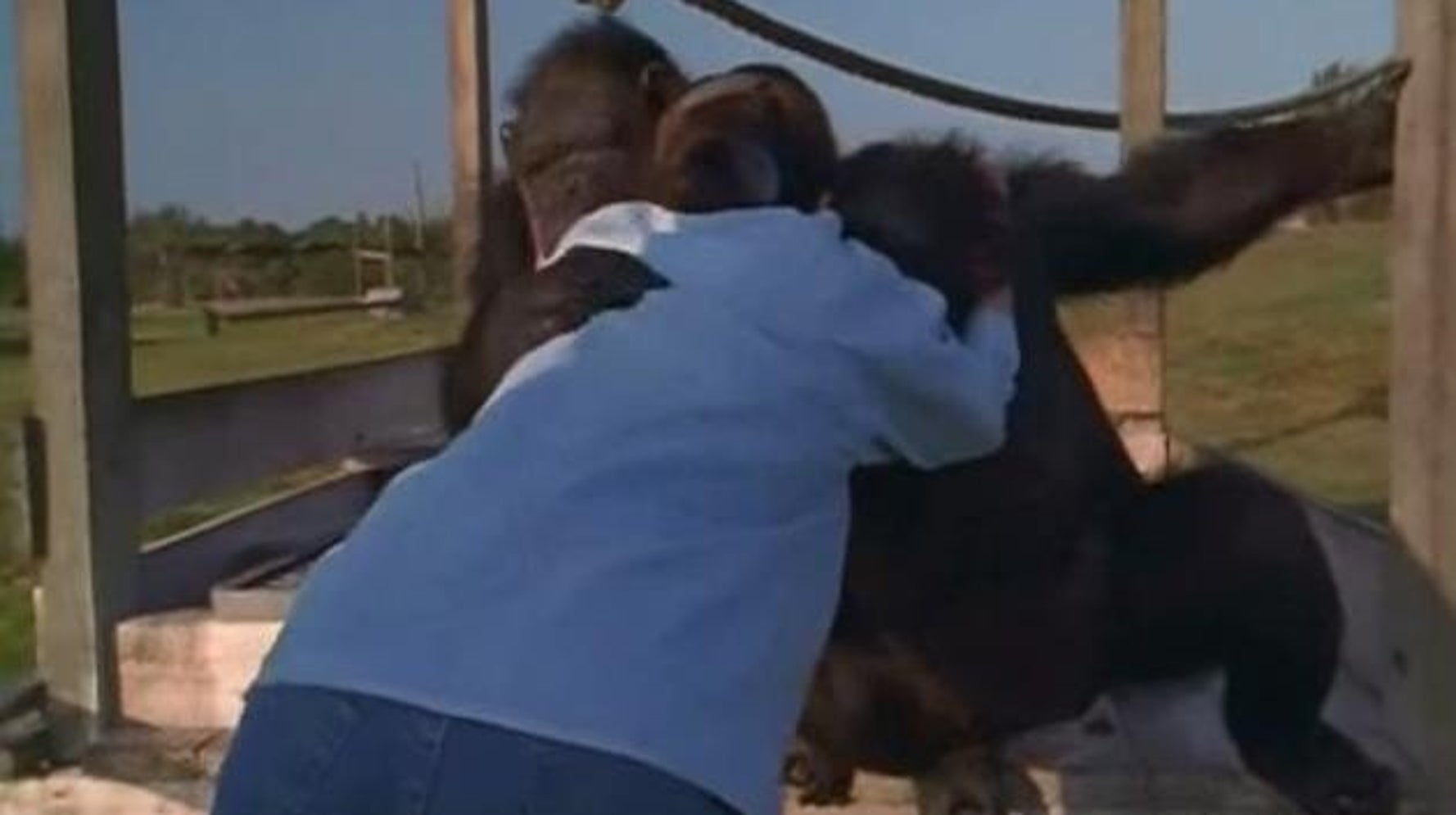 Chimp Hugs Woman Who Saved Her Life 20 Years Ago | HuffPost null